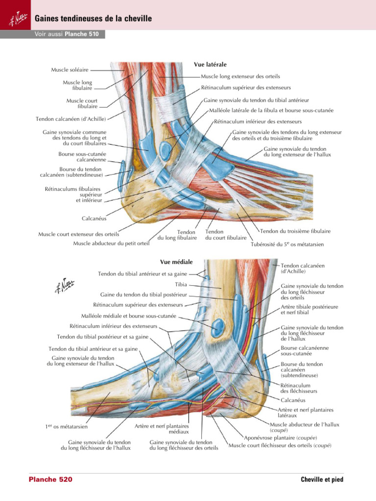 Tumeur Des Gaines Tendineuses | Gaine Tendon Anatomie – UPFV