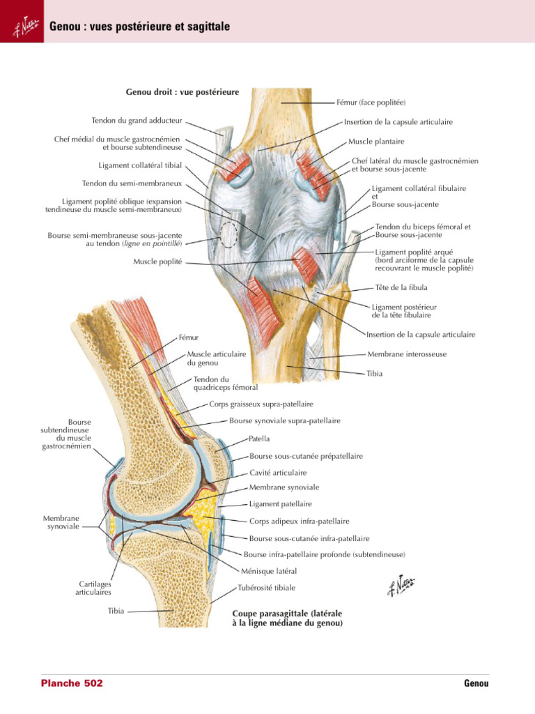 Genou Vues Postérieure Et Sagittale | PDF
