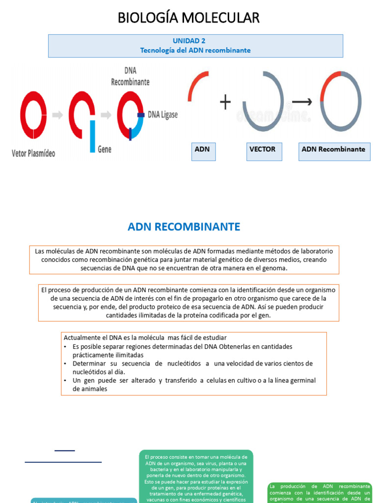 ADN Recombinante | PDF