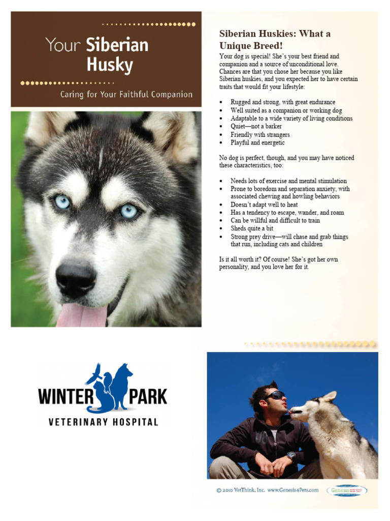 Siberian Huskies: What A Unique Breed!: 1601 Lee Road Winter Park, FL ...