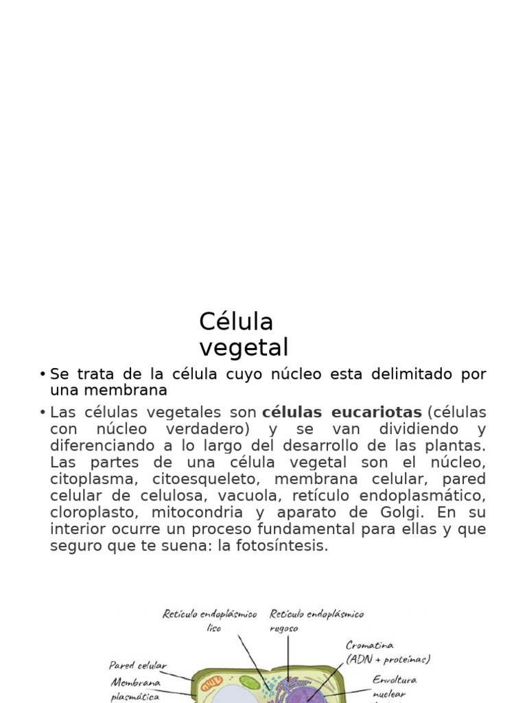 Celula Vegetal | PDF