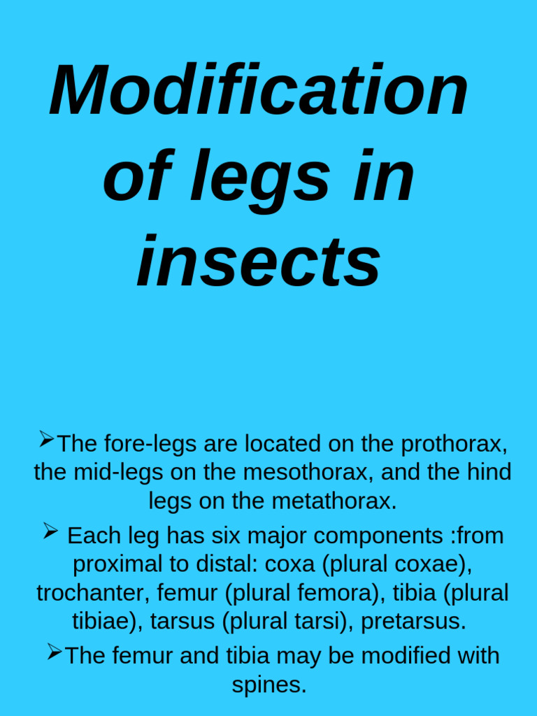 Modification of Legs in Insects | PDF