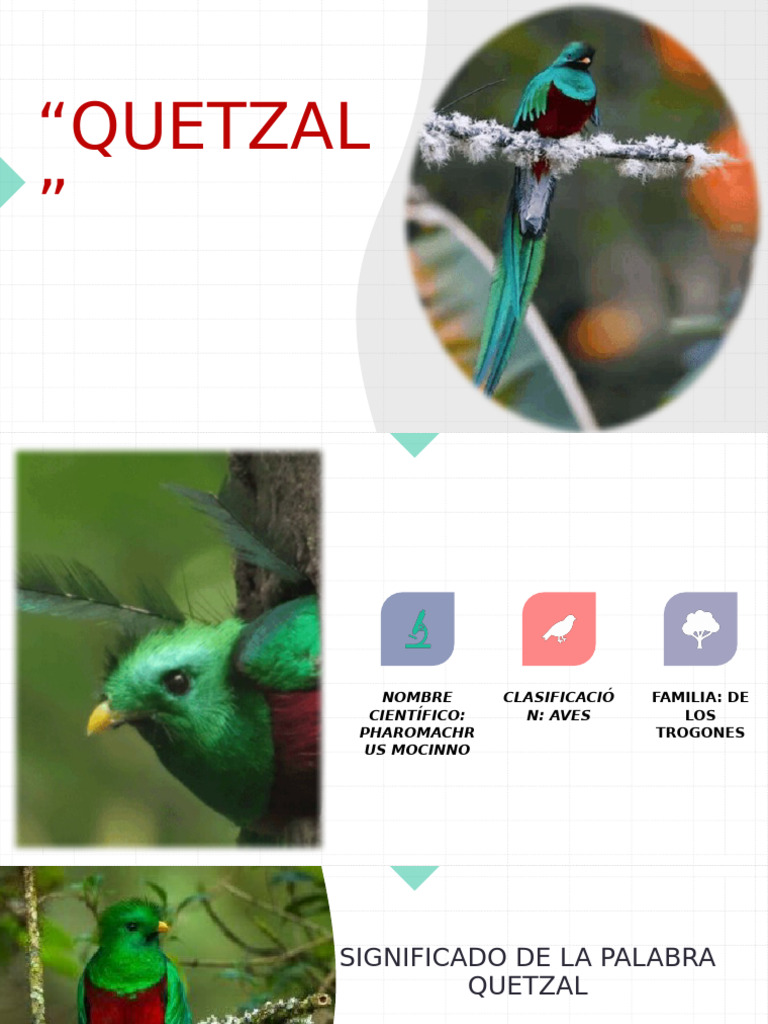 Quetzal | PDF