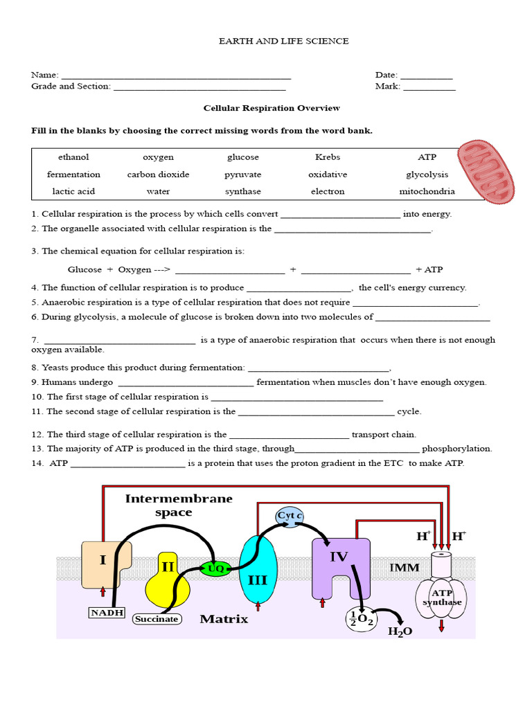 Easy Version of Cellular Respiration and Photosynthesis Worksheet | PDF