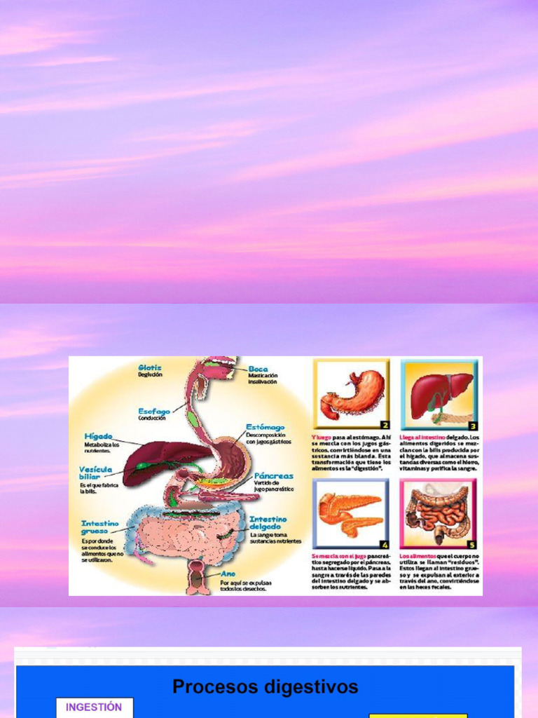 El Proceso de Transformación de Los Alimentos (Alex Avendaño 4to A) | PDF