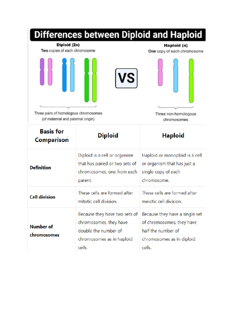 Haploid Diploid Cell | PDF