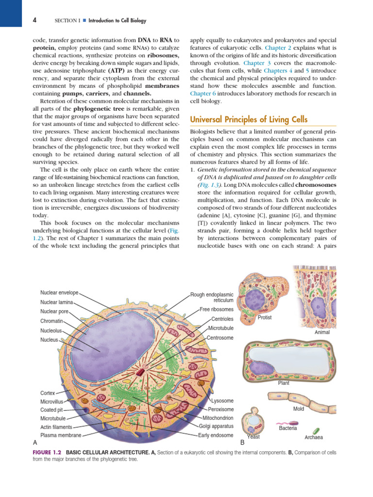 Cell Biology | PDF