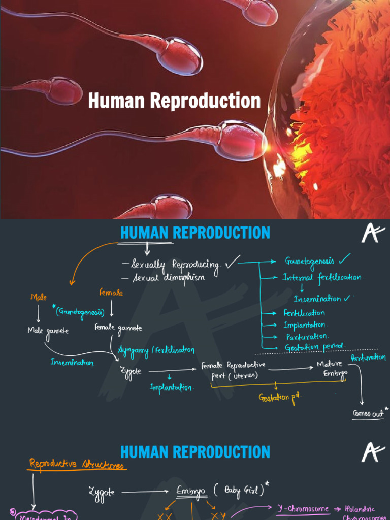 Human Reproduction (Part-1) | PDF