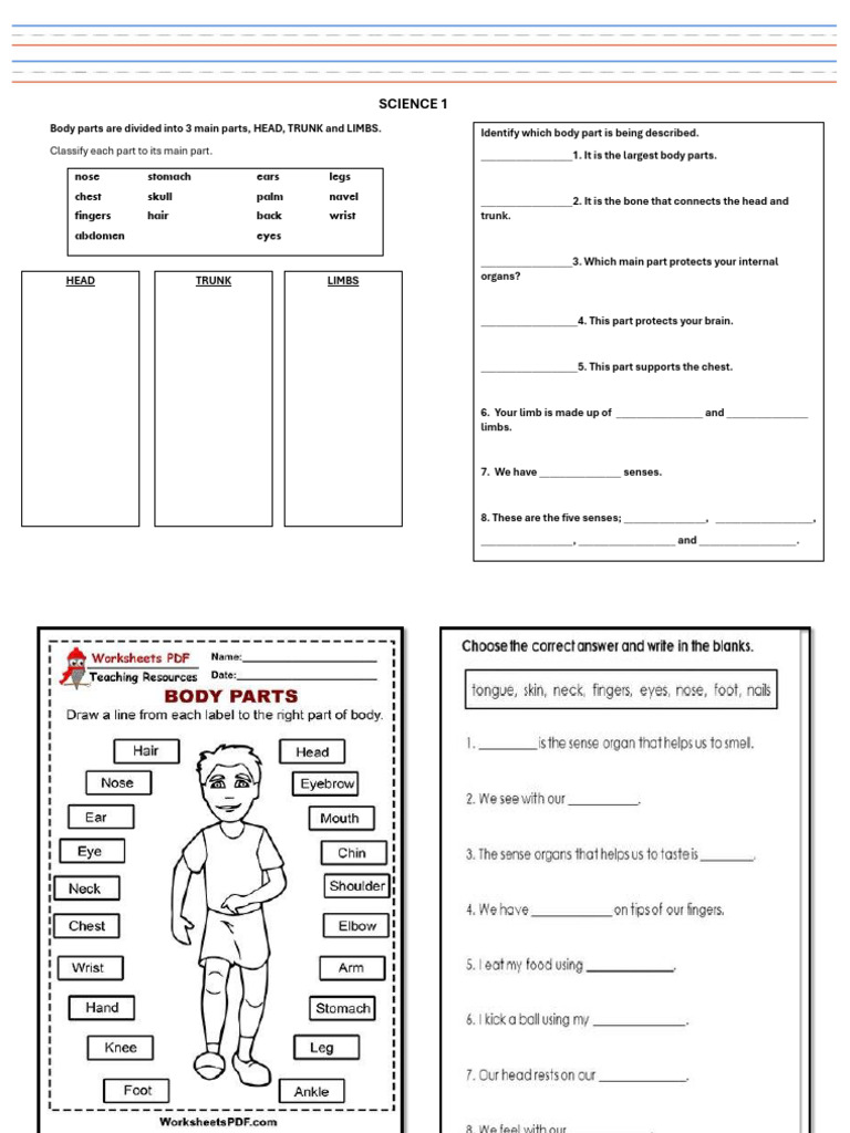 Body Parts For Grade 1 | PDF
