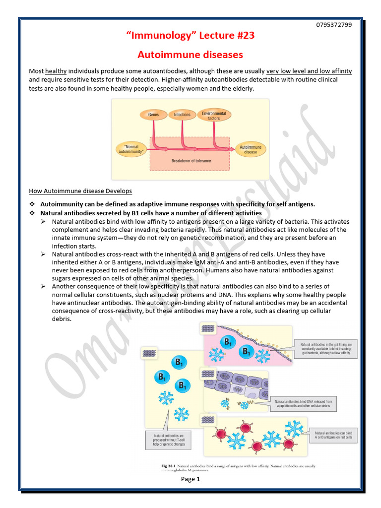 Autoimmune Disease Insights | PDF | Immune Tolerance | T Cell
