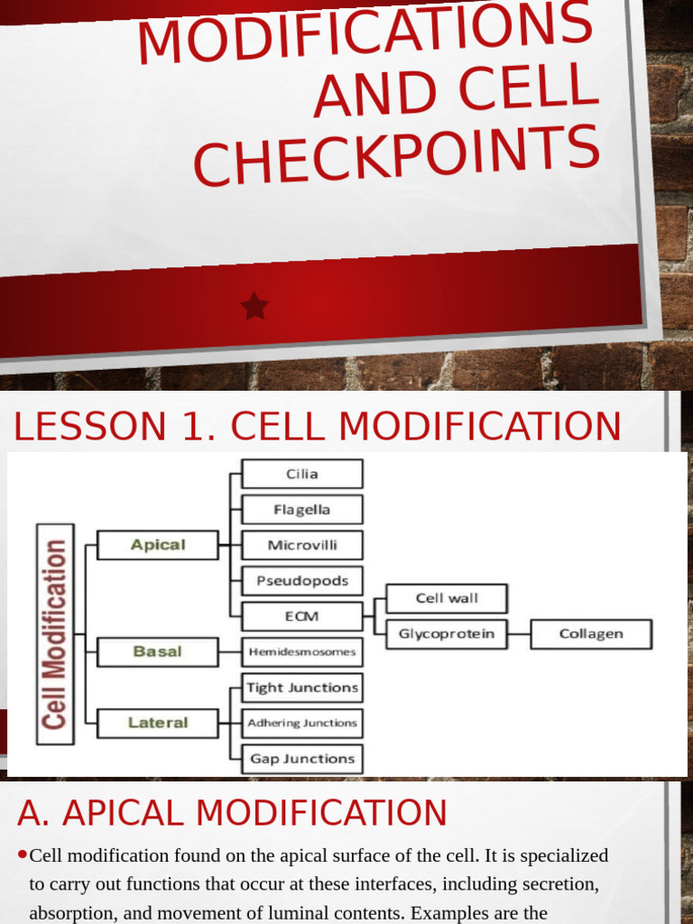 3rd Cell Modifications and Cell Checkpoints | PDF