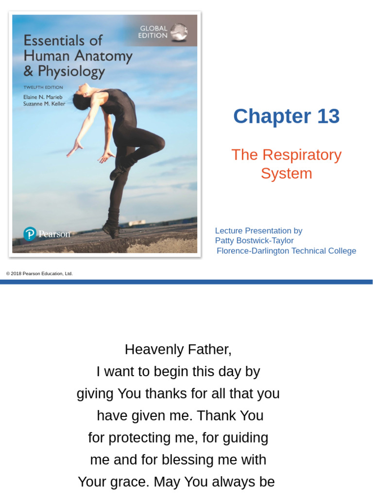 Chapter 13 The Respiratory System | PDF