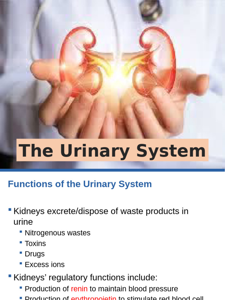 Overview of the Urinary System Functions | PDF | Kidney | Urinary System