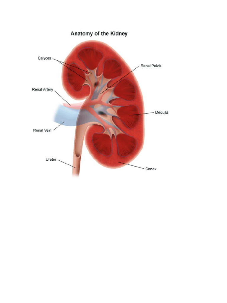 Kidney | PDF