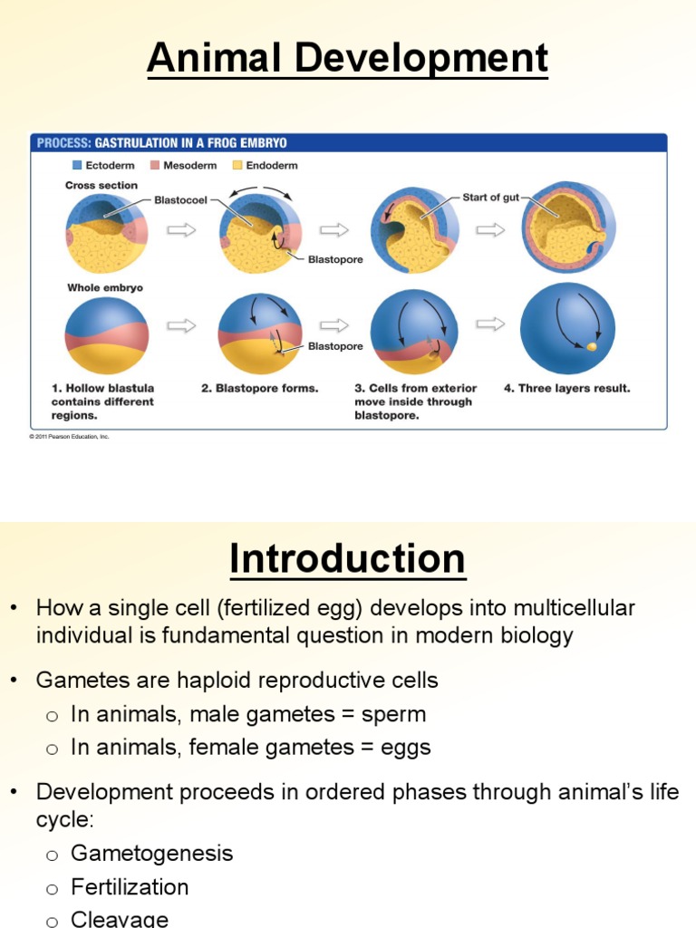 Animal Development | PDF | Fertilisation | Cellular Differentiation