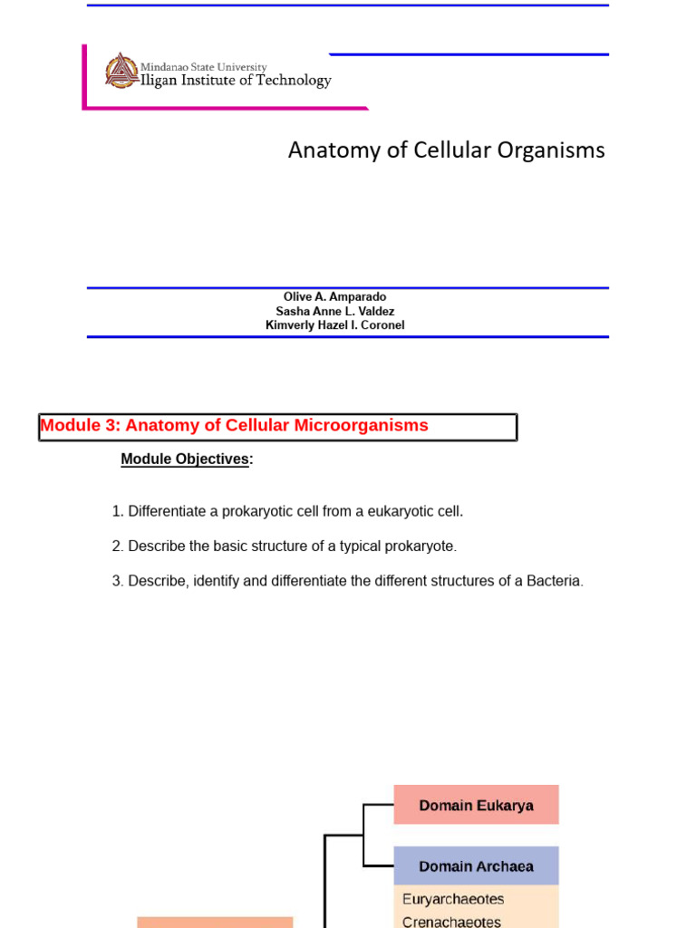 Module 3 Anatomy Of Cellular Microorganisms Pdf 3697