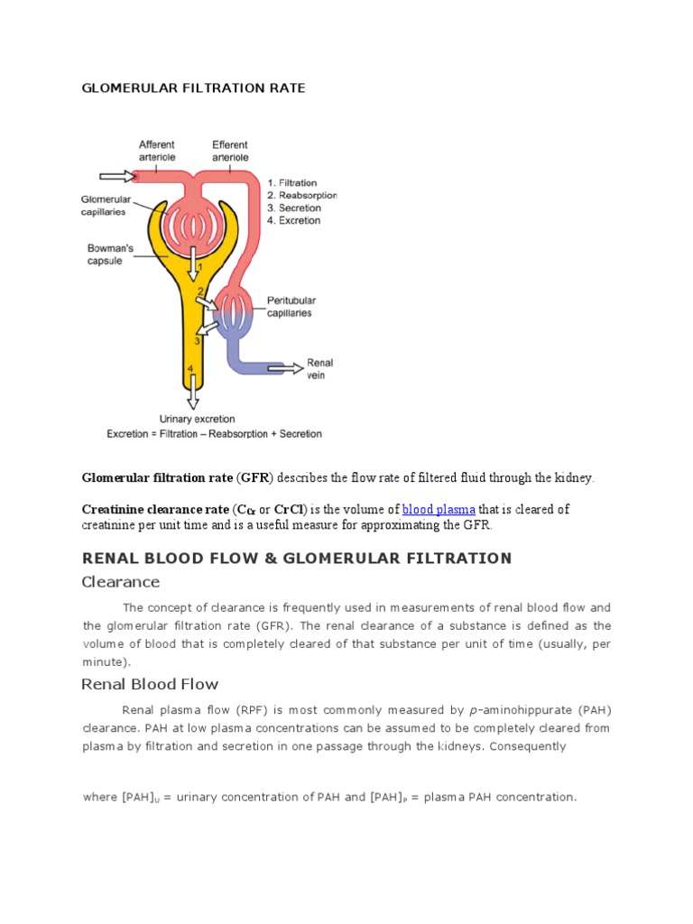 Glomerular Filtration Rate | PDF | Renal Function | Angiotensin