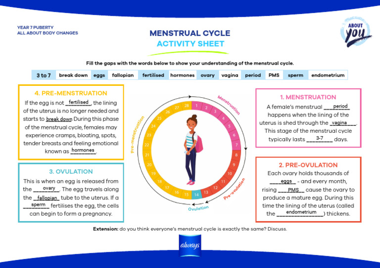 Menstrual Cycle Worksheet 1 | PDF