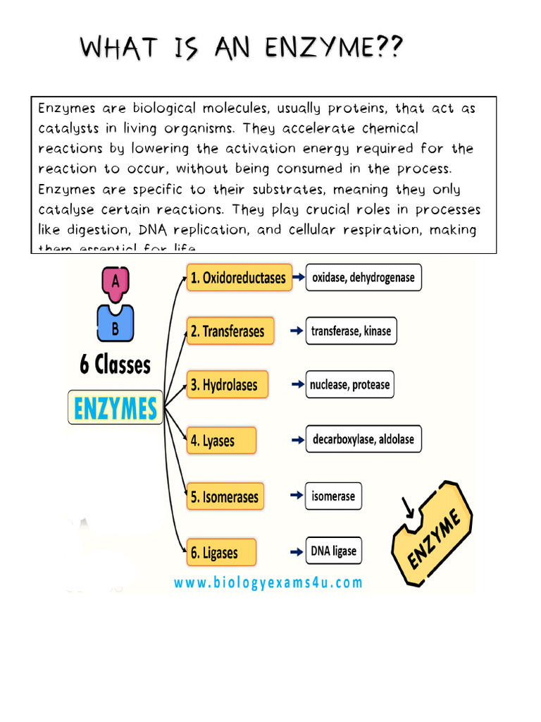 Enzymes Are Amazing Molecules That Make Life Possible | PDF | Enzyme ...