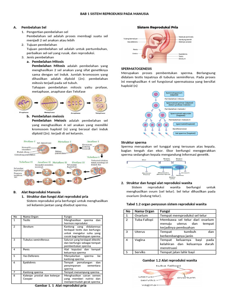 Bab 1 Sistem Reproduksi Pada Manusia | PDF