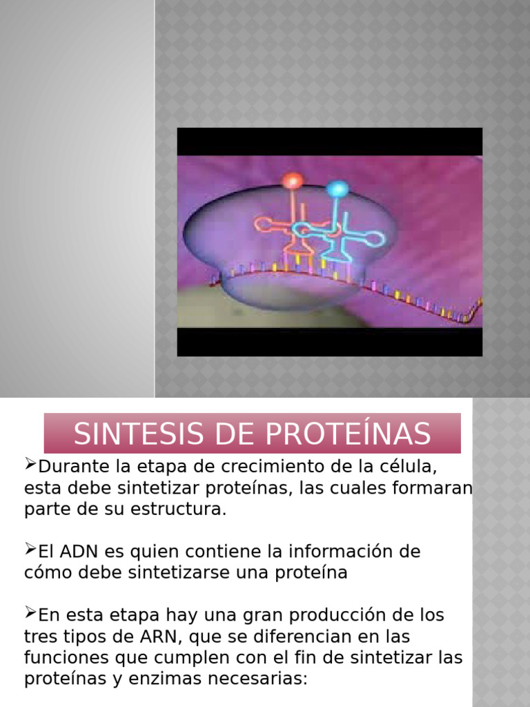 Sintesis de Proteinas 2021 | PDF | Rna | Informática