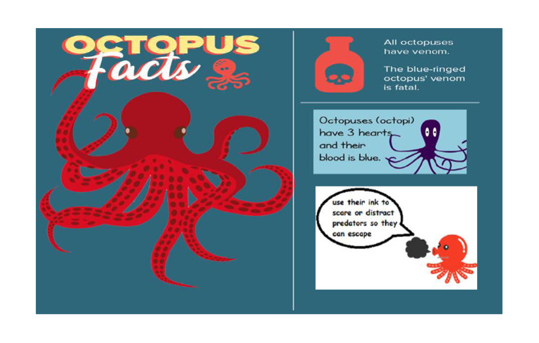 Octopus Fun Facts | PDF