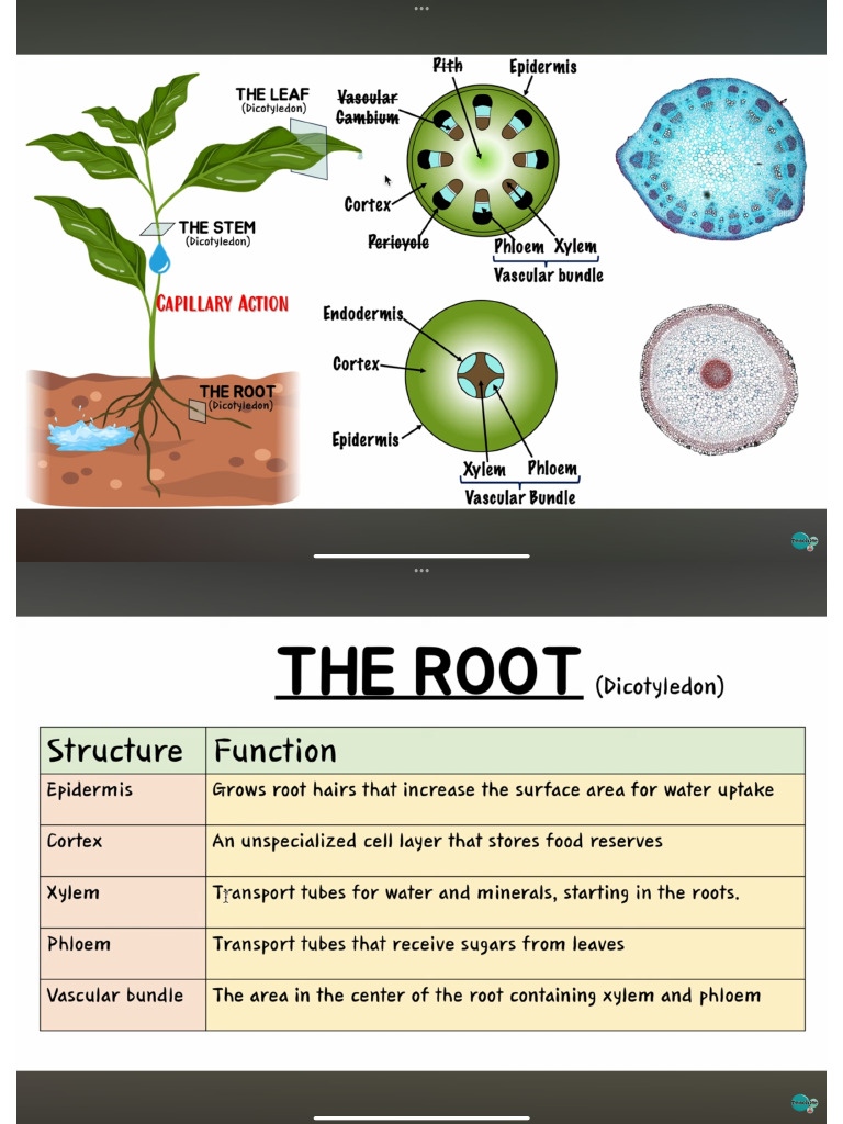 Xylem and Phloem | PDF
