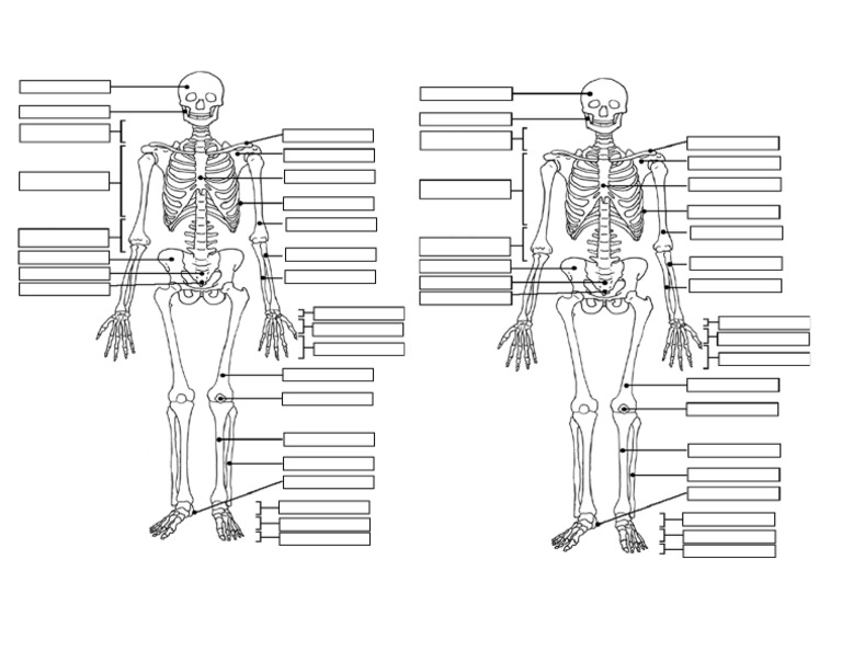 Skeletal Blank | PDF