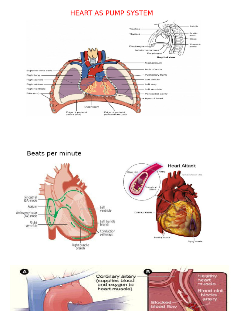 HEART AS PUMP SYSTEM Bio | PDF