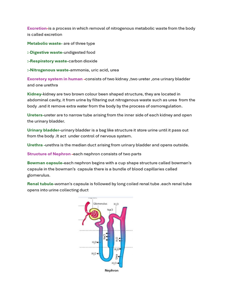 Akhhlaq Excretion (Life Process) Class 10th Biology | PDF