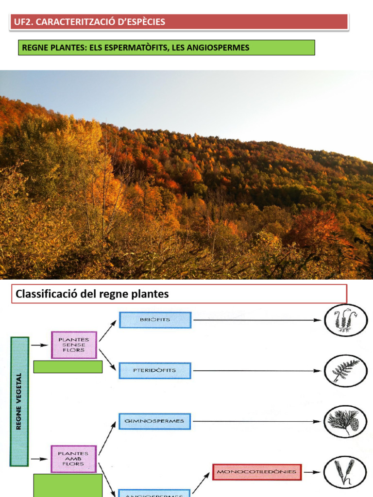 Teoria UF2 5.angiospermes | PDF