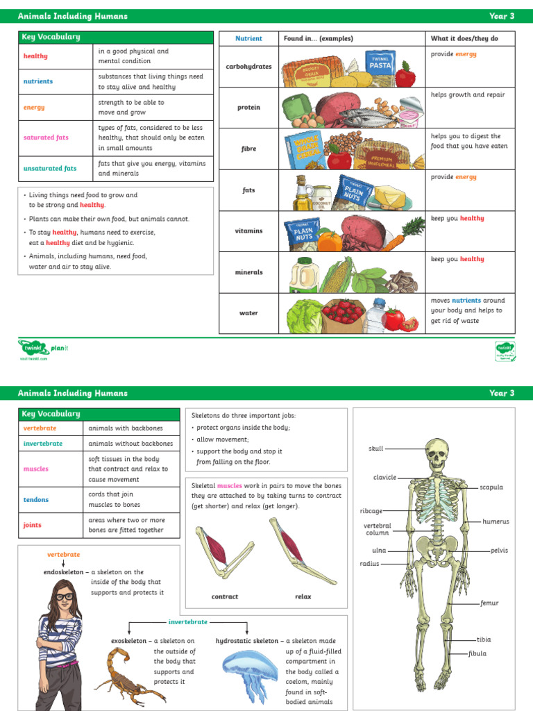Year 3 Animals Including Humans - Knowledge Organiser | PDF