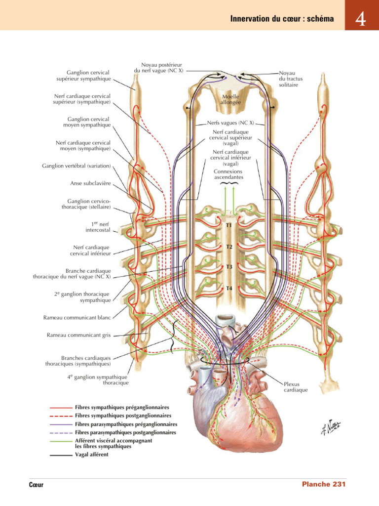Innervation Du Coeur Schéma | PDF