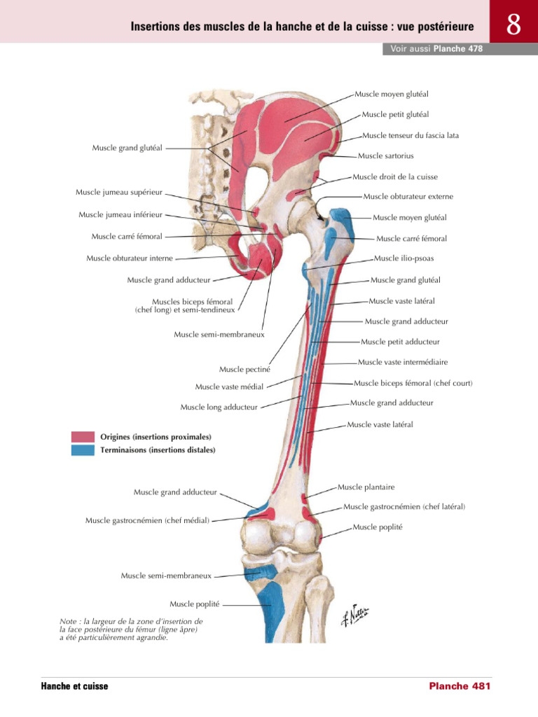 Insertions Des Muscles de La Hanche Et de La Cuisse Vue Postérieure | PDF