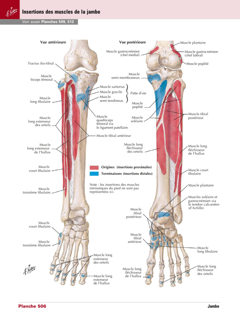 Insertions Des Muscles de La Jambe | PDF