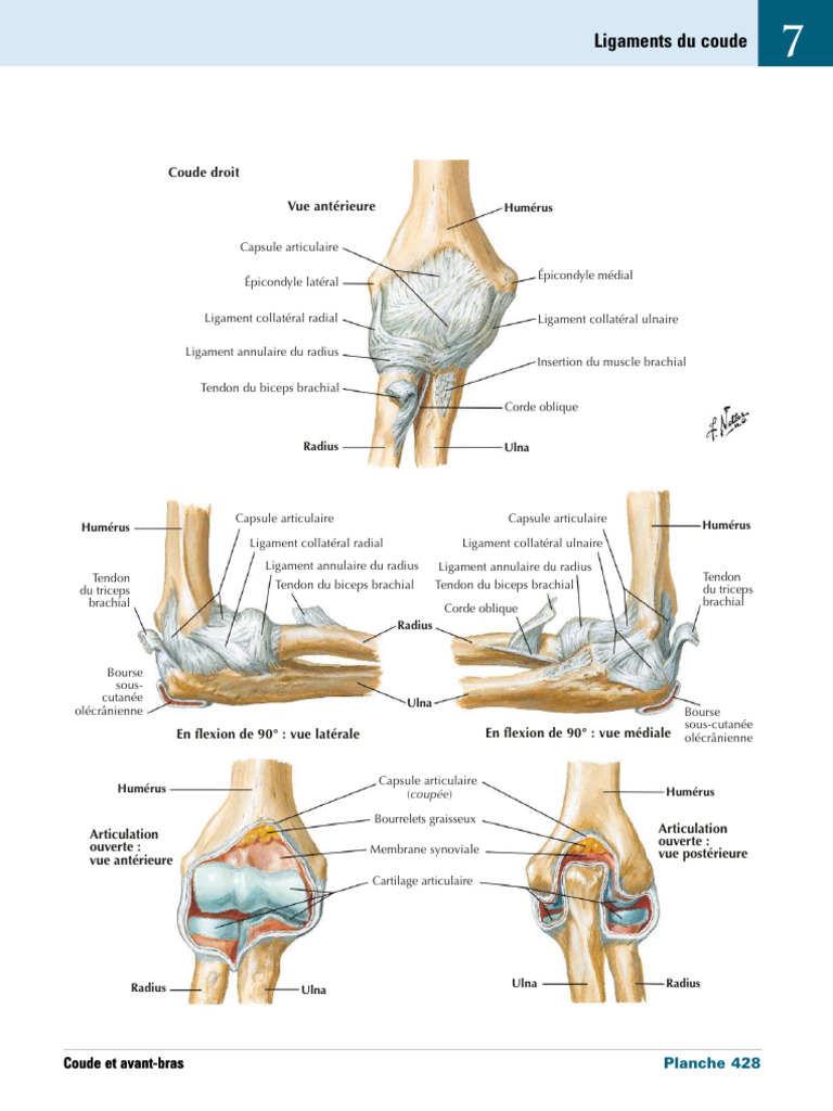 Ligaments Du Coude | PDF