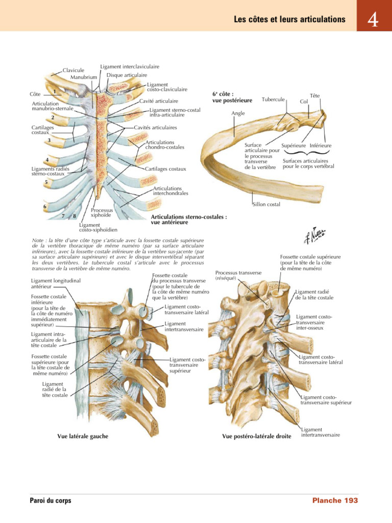 Les Côtes Et Leurs Articulations | PDF