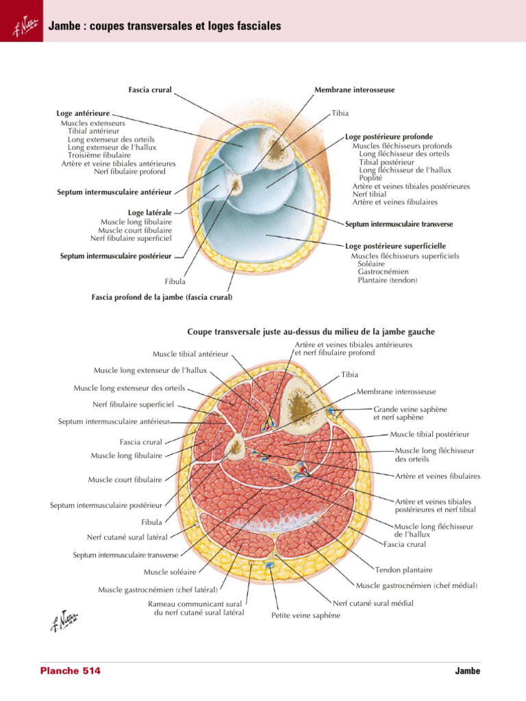 Jambe Coupes Transversales Et Loges Fasciales | PDF