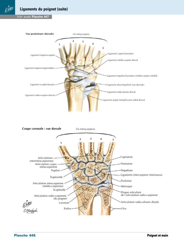 Ligaments Du Poignet (Suite) | PDF