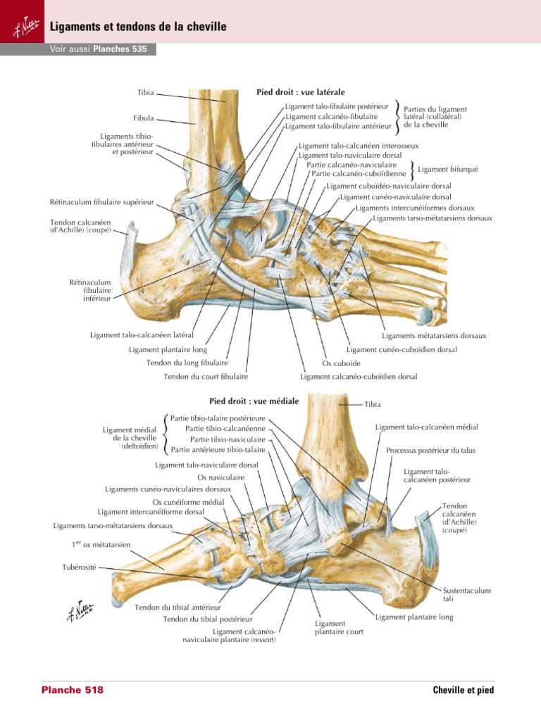 Ligaments Et Tendons de La Cheville | PDF