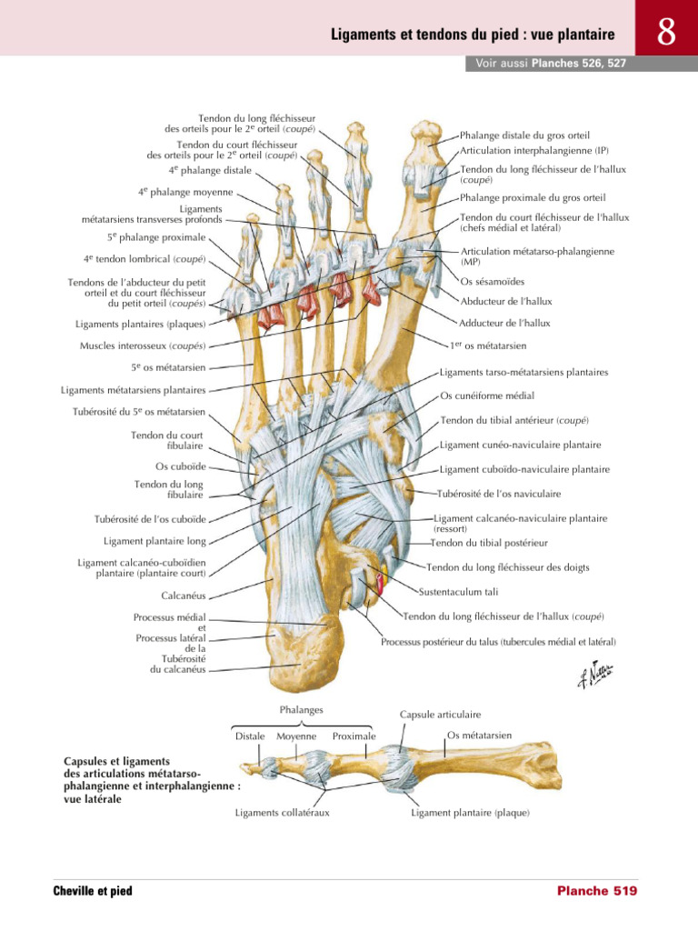 Ligaments Et Tendons Du Pied Vue Plantaire | PDF
