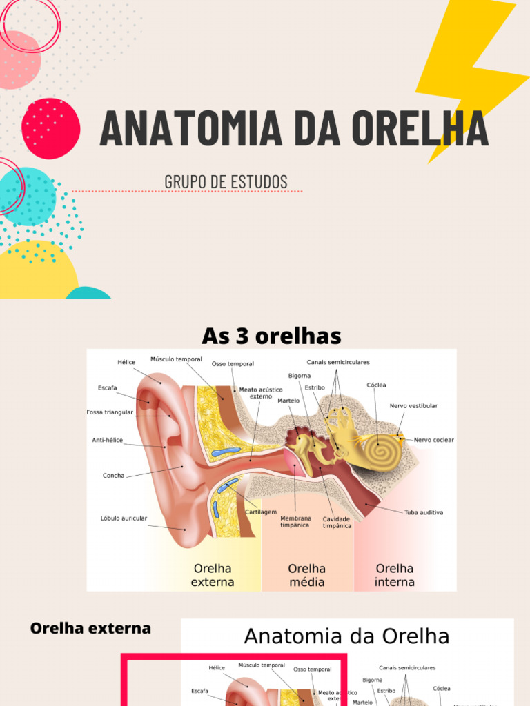Aula 1 - Grupo de Estudos - Anatomia Da Orelha | PDF
