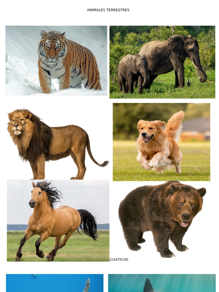 Animales Terrestres | PDF