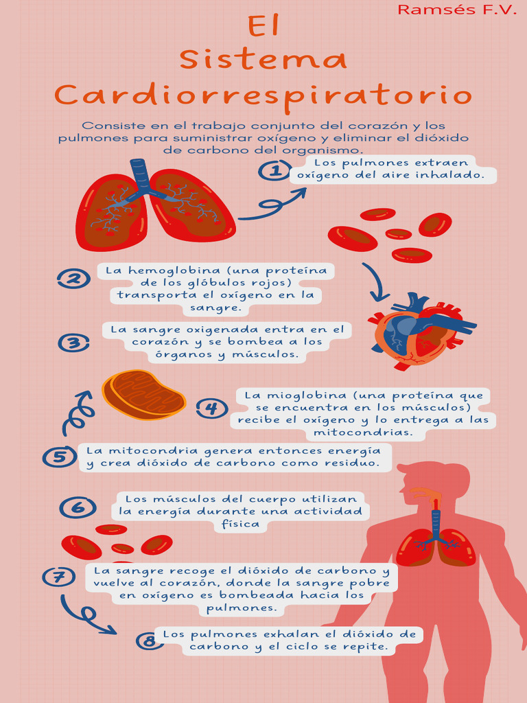 Infografia Del Sistema Cardiorrespiratorio | PDF