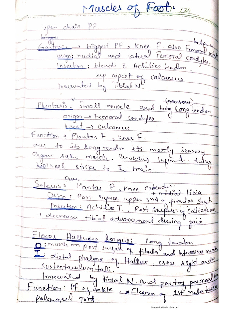 Muscles of Foot | PDF