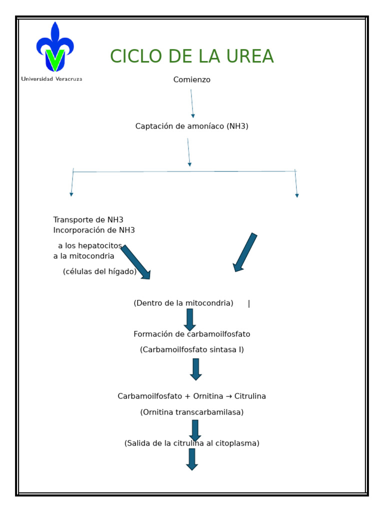 Ciclo de La Urea | PDF | Metabolismo | Bioquímica