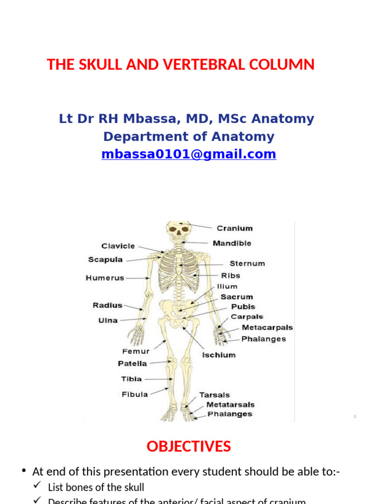 The Skull and Vertebral Column | PDF