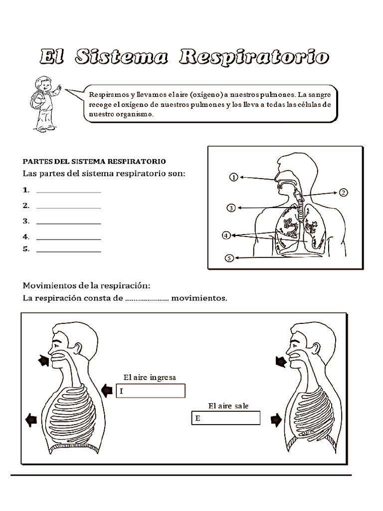 Ficha Semana 23 El Sistema Respiratorio | PDF