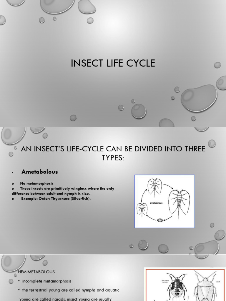 Insect Life Cycle LESSON 3 | PDF