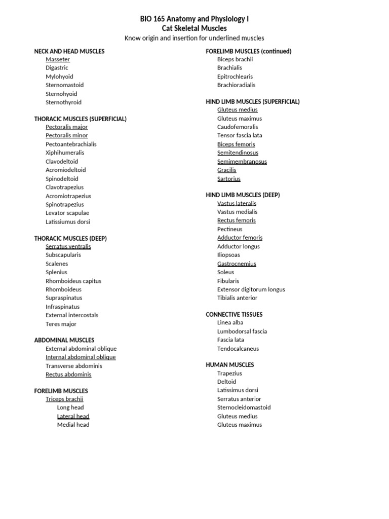 BIO 165 Cat Skeletal Muscles | PDF